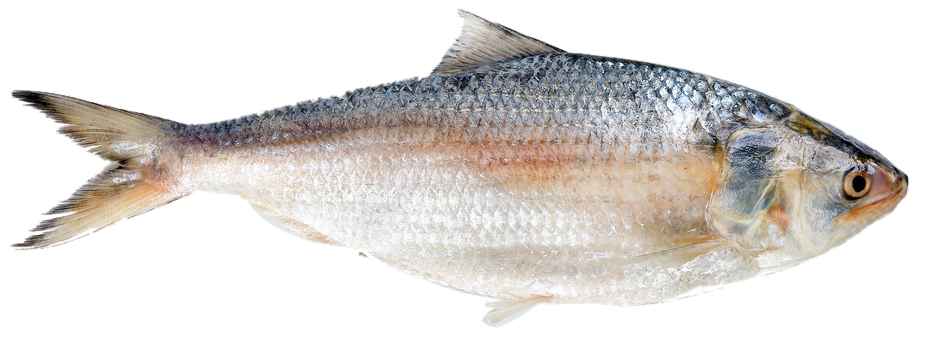 VM International - Export Oriented Company